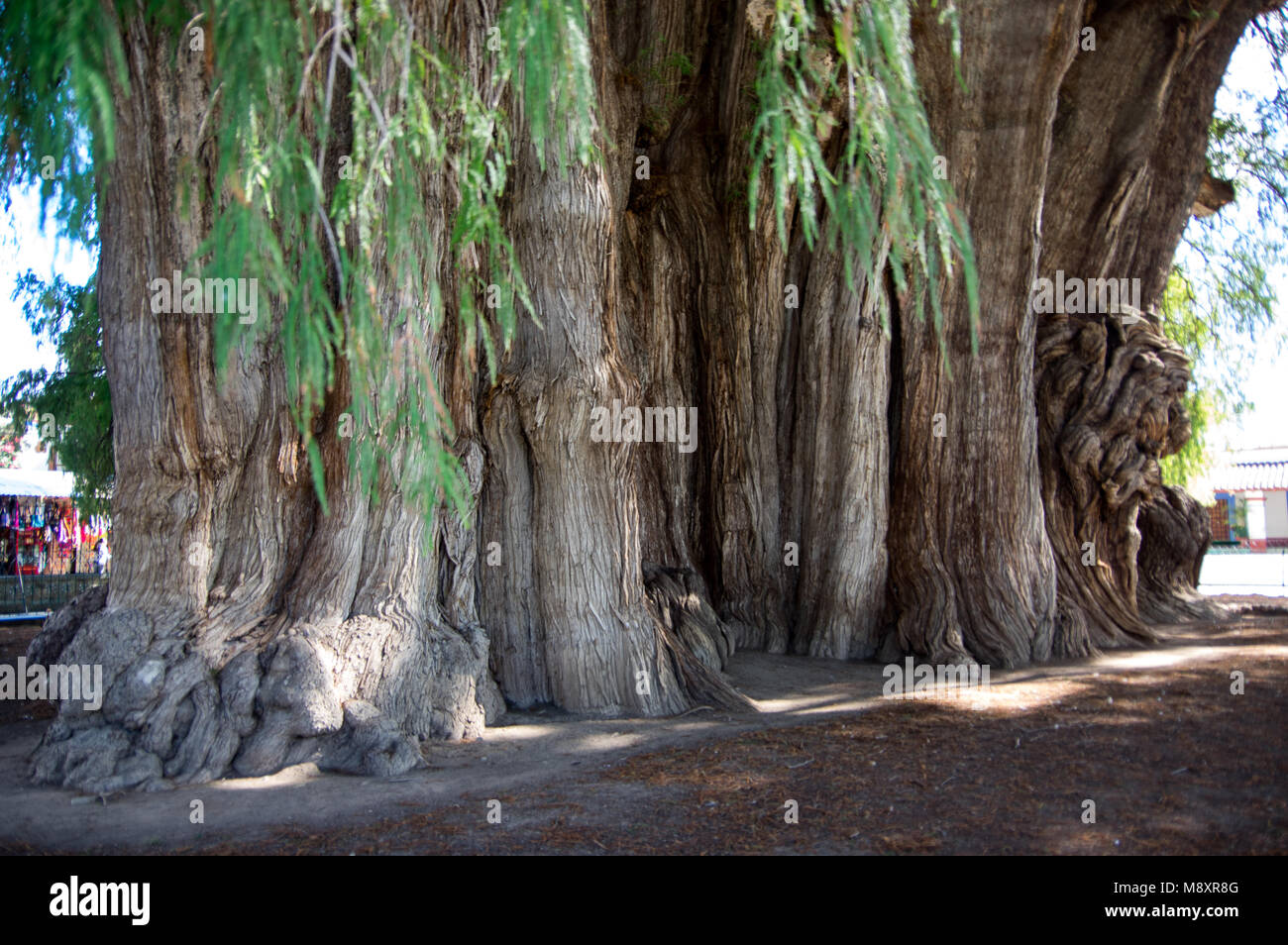 El Árbol del Tule/der Baum von Tule in Oaxaca, Mexiko Stockfotografie ...
