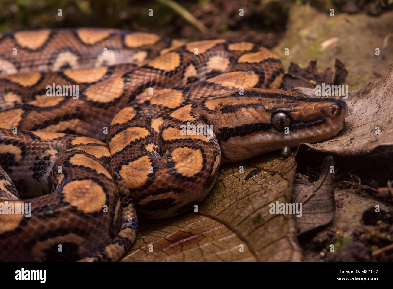 Regenbogen boa constrictor in freier wildbahn -Fotos und -Bildmaterial ...