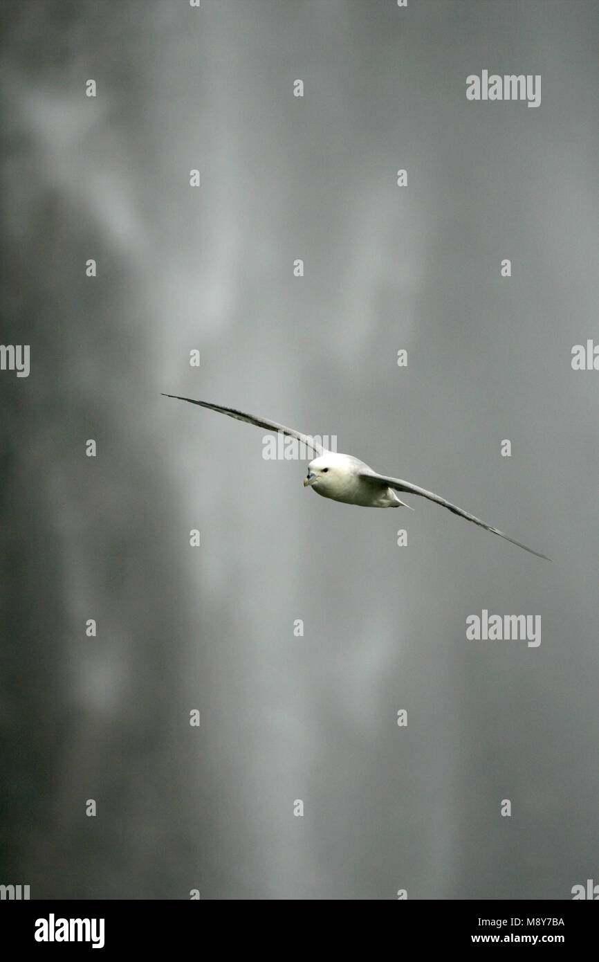 Noordse Stormvogel vliegend met Waterval; nördliche Eissturmvogel mit ...