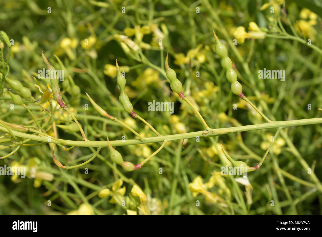 Der wilde rettich -Fotos und -Bildmaterial in hoher Auflösung – Alamy