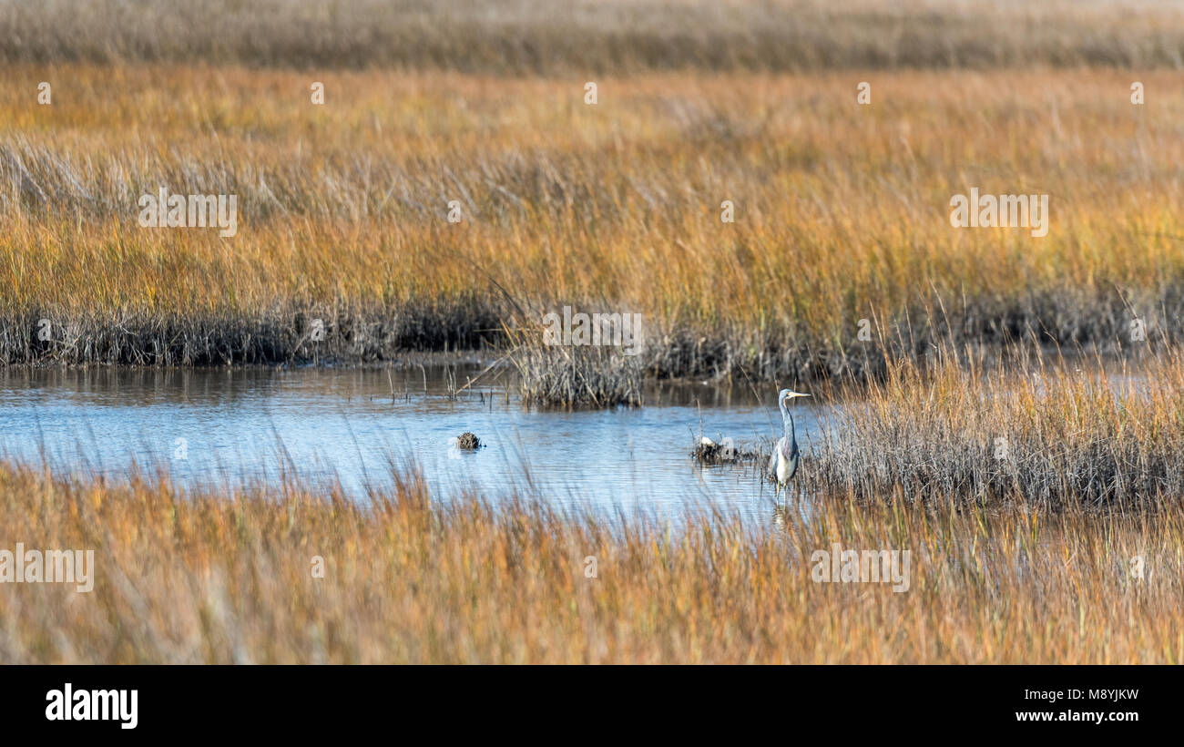 Marschland north carolina -Fotos und -Bildmaterial in hoher Auflösung ...