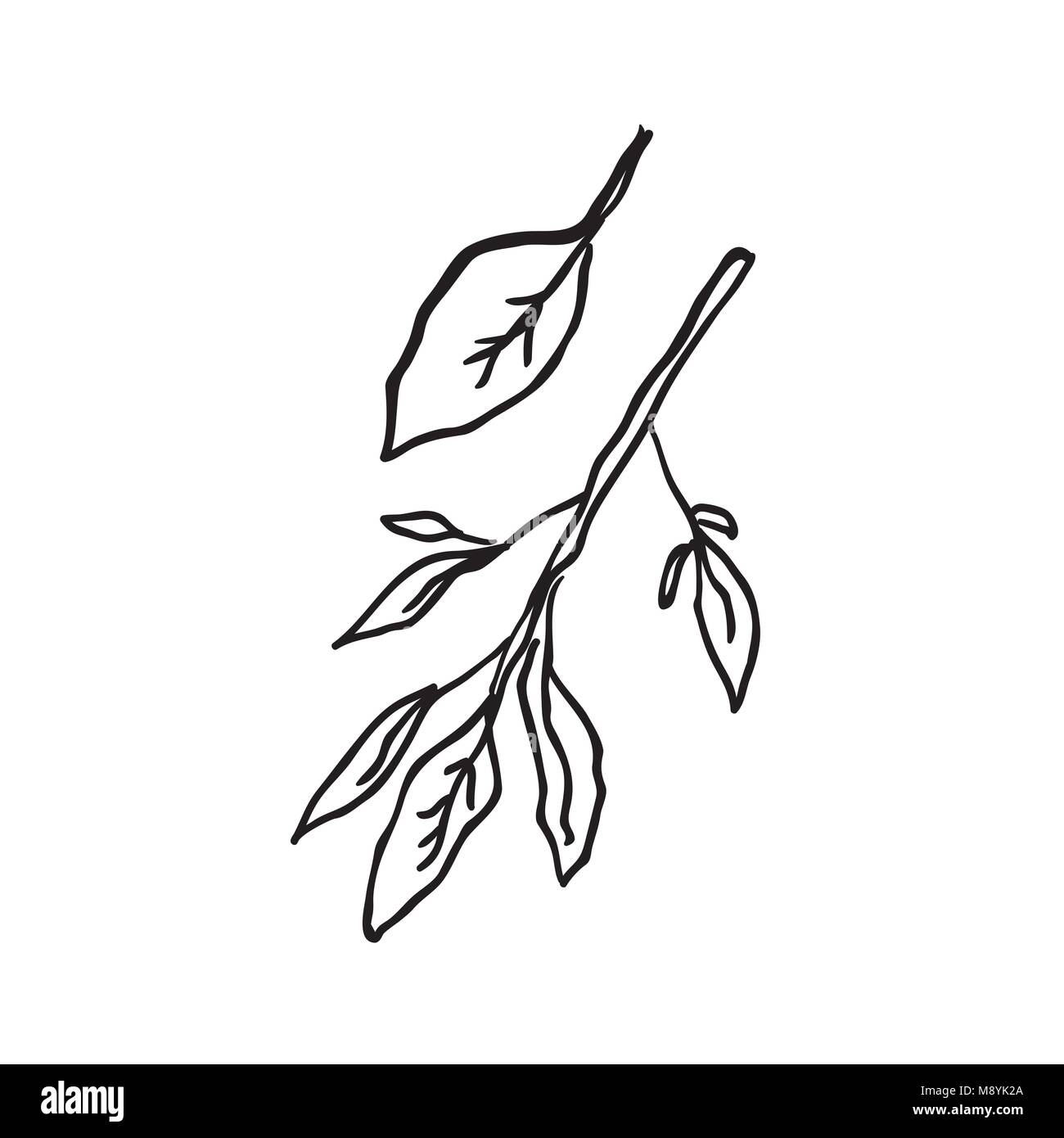 Hand gezeichnet Ast mit Blätter Stock-Vektorgrafik - Alamy