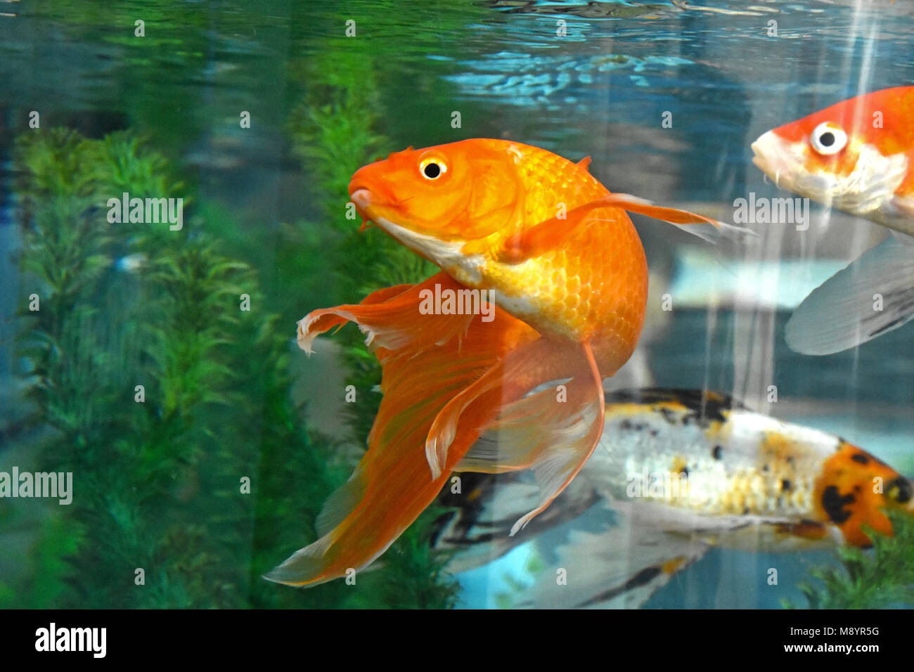 Flossen schwimmen -Fotos und -Bildmaterial in hoher Auflösung – Alamy