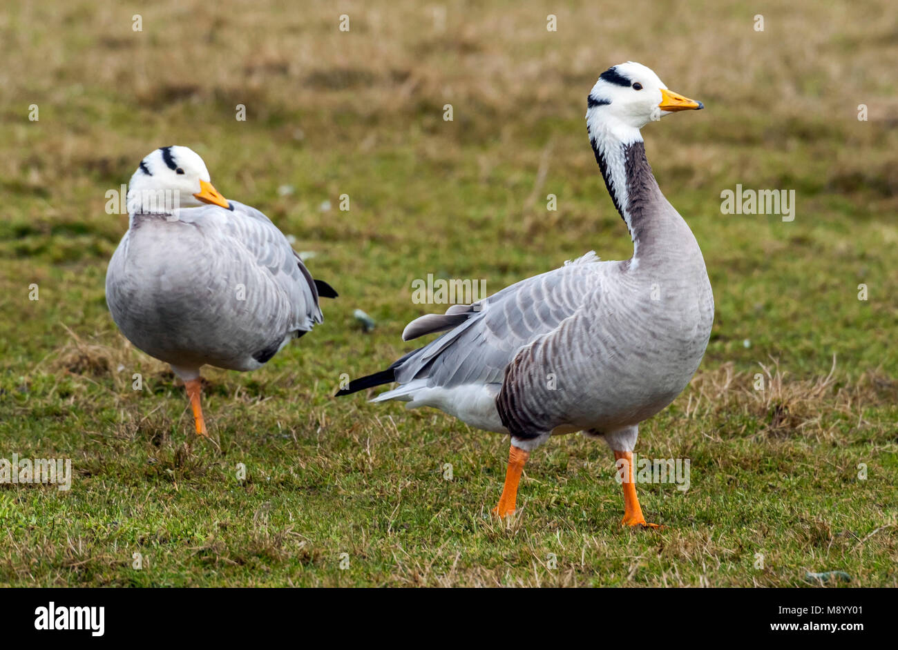 Bar gans oder indische gans anser indicus -Fotos und -Bildmaterial in hoher Auflösung – Alamy