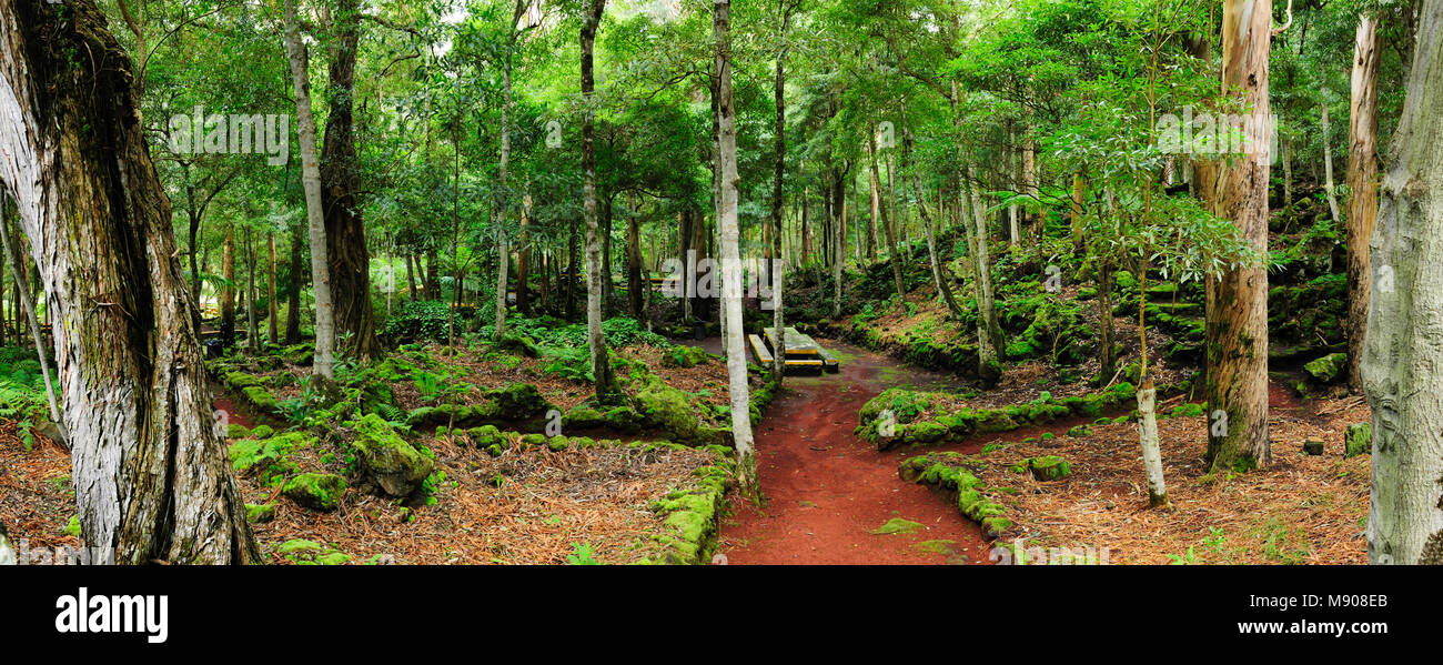 Mata da serreta -Fotos und -Bildmaterial in hoher Auflösung – Alamy