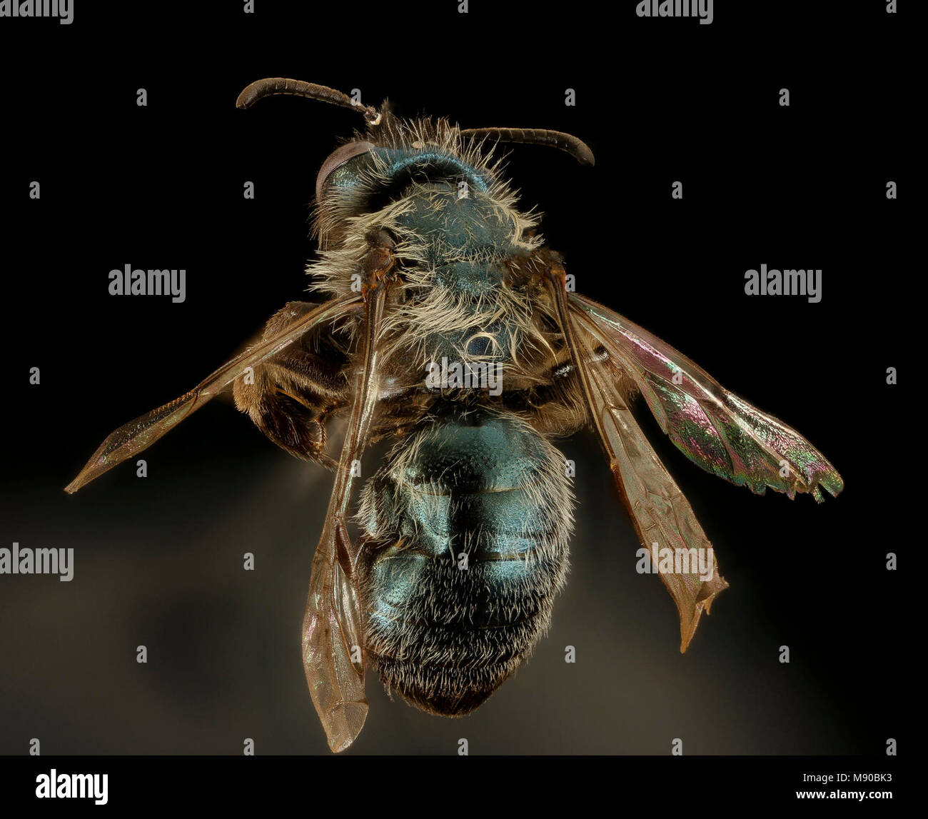 Binomial andrena taxonomy -Fotos und -Bildmaterial in hoher Auflösung ...