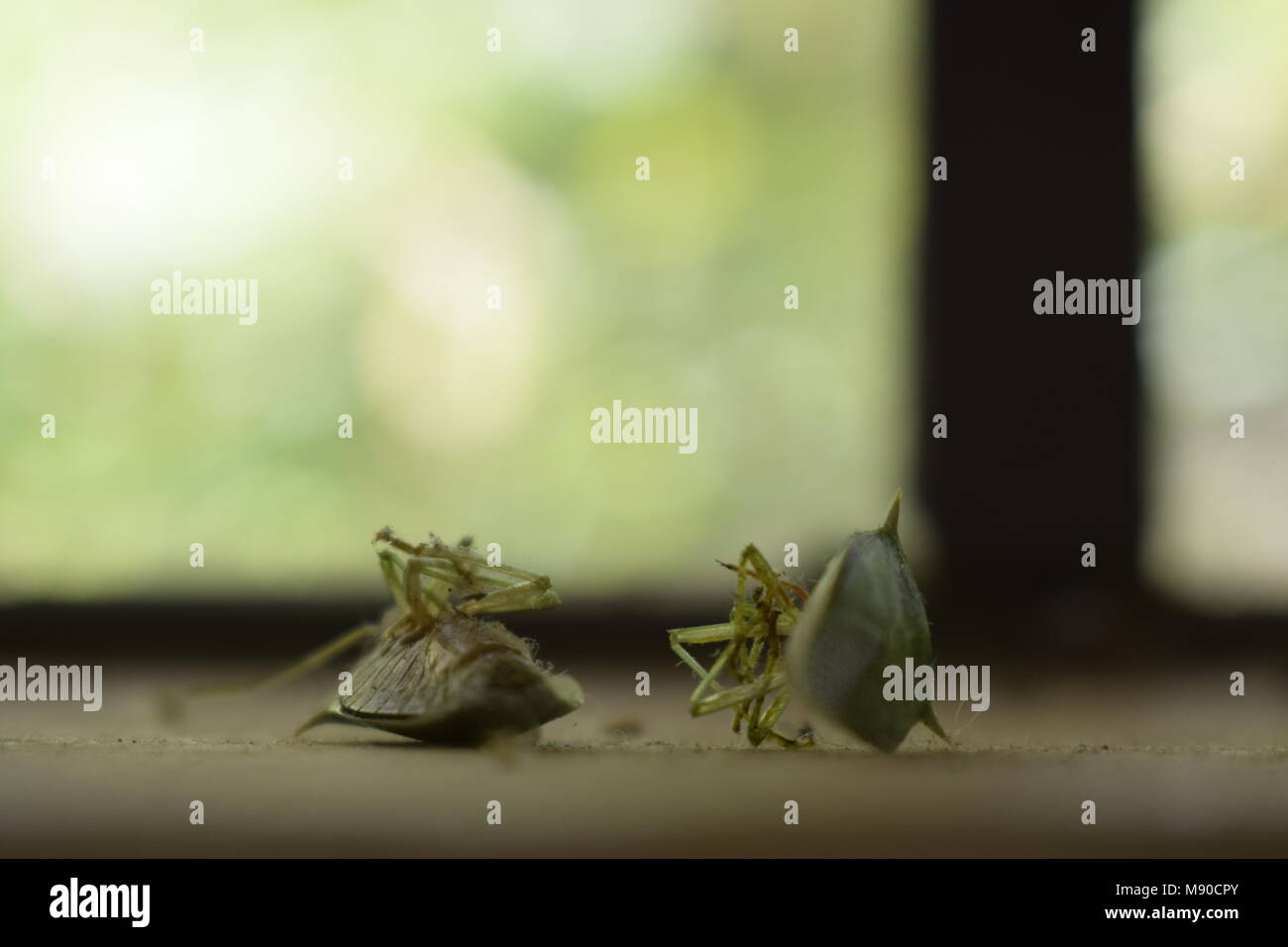 Insekt auf den kopf gestellt -Fotos und -Bildmaterial in hoher ...