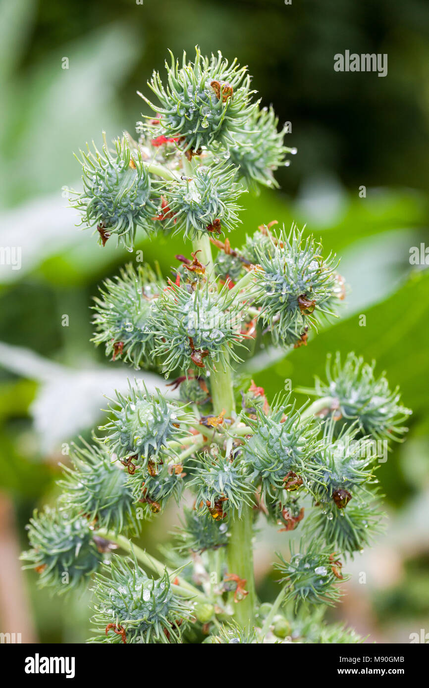 Oil plant ricinus communis seed -Fotos und -Bildmaterial in hoher ...