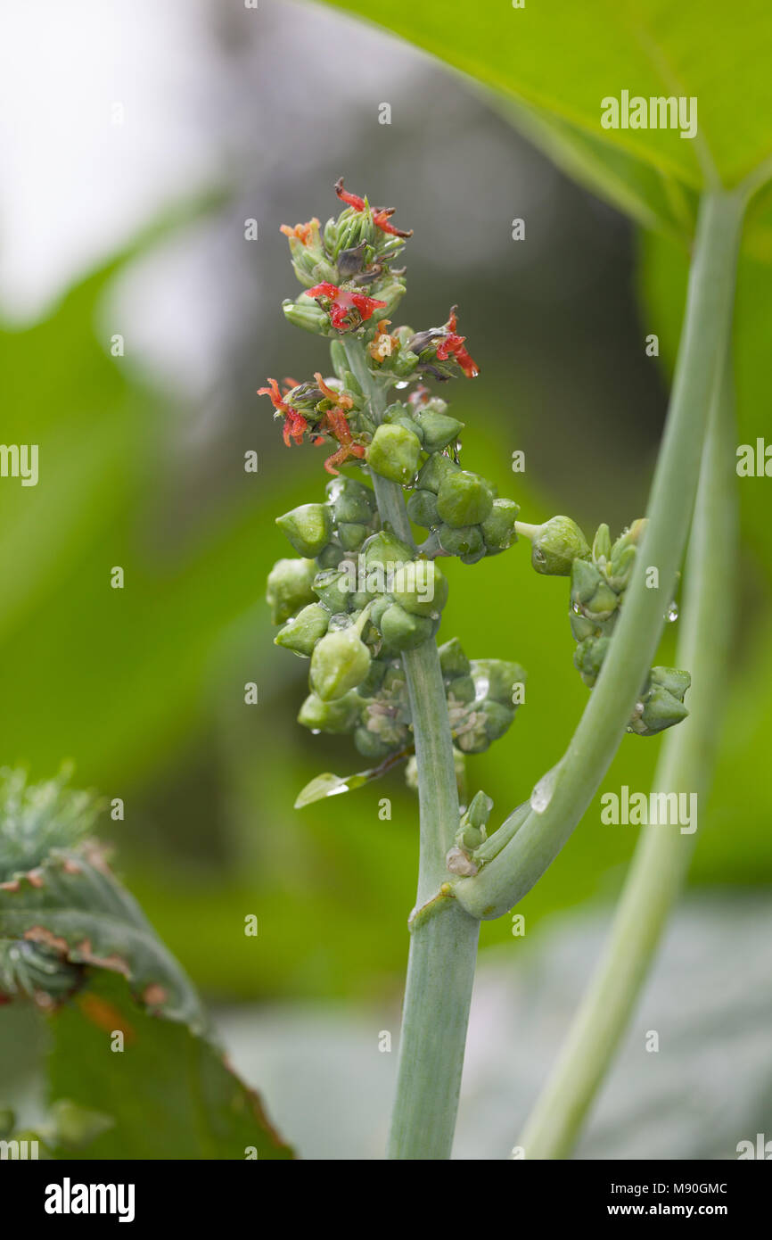 Oil plant ricinus communis seed -Fotos und -Bildmaterial in hoher ...
