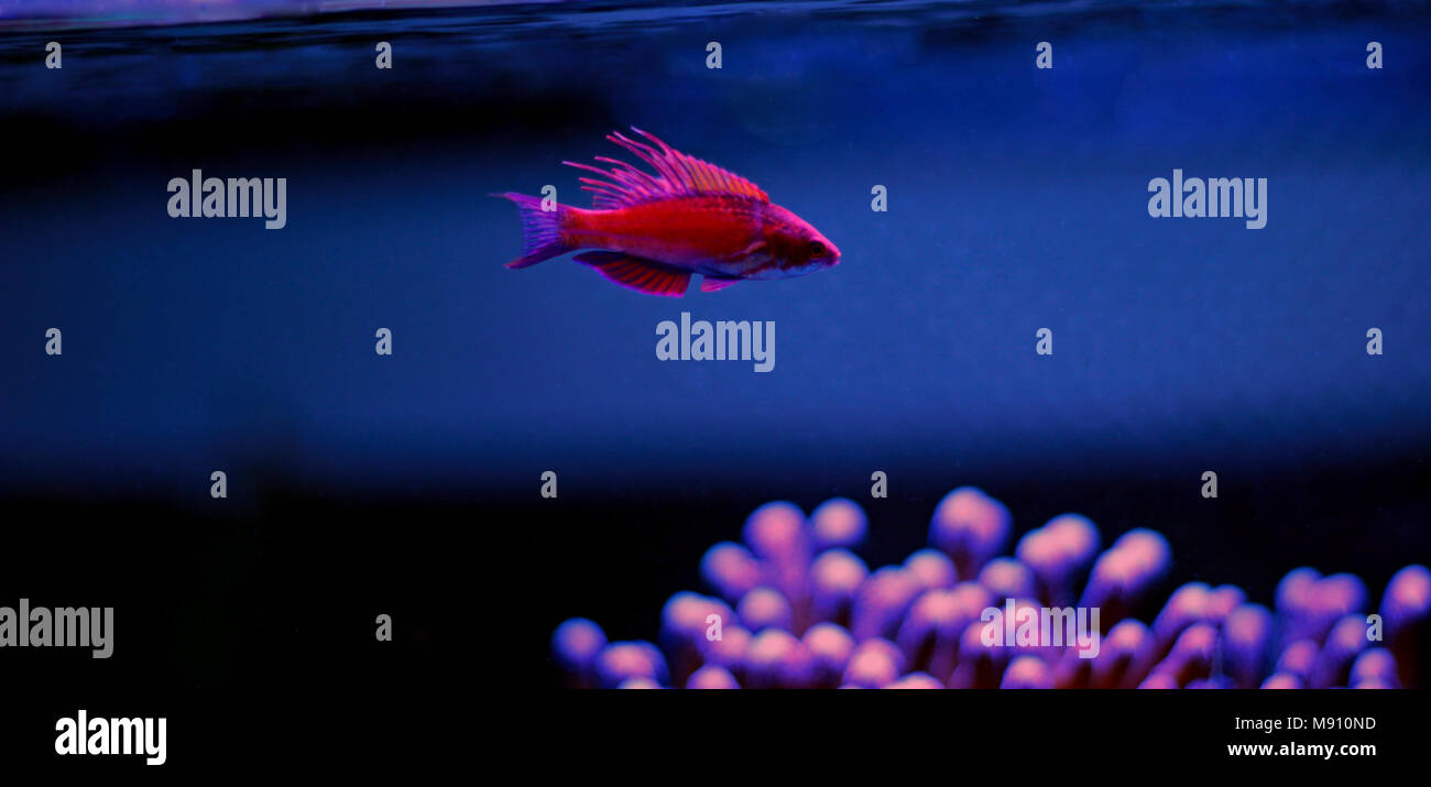 Flasher wrasse -Fotos und -Bildmaterial in hoher Auflösung – Alamy