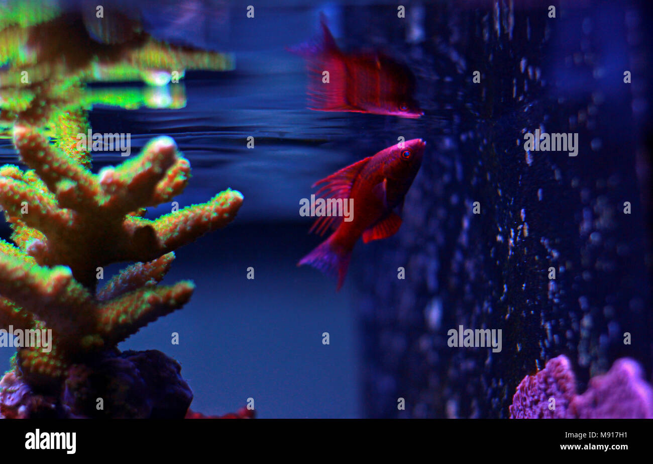 Flasher wrasse -Fotos und -Bildmaterial in hoher Auflösung – Alamy