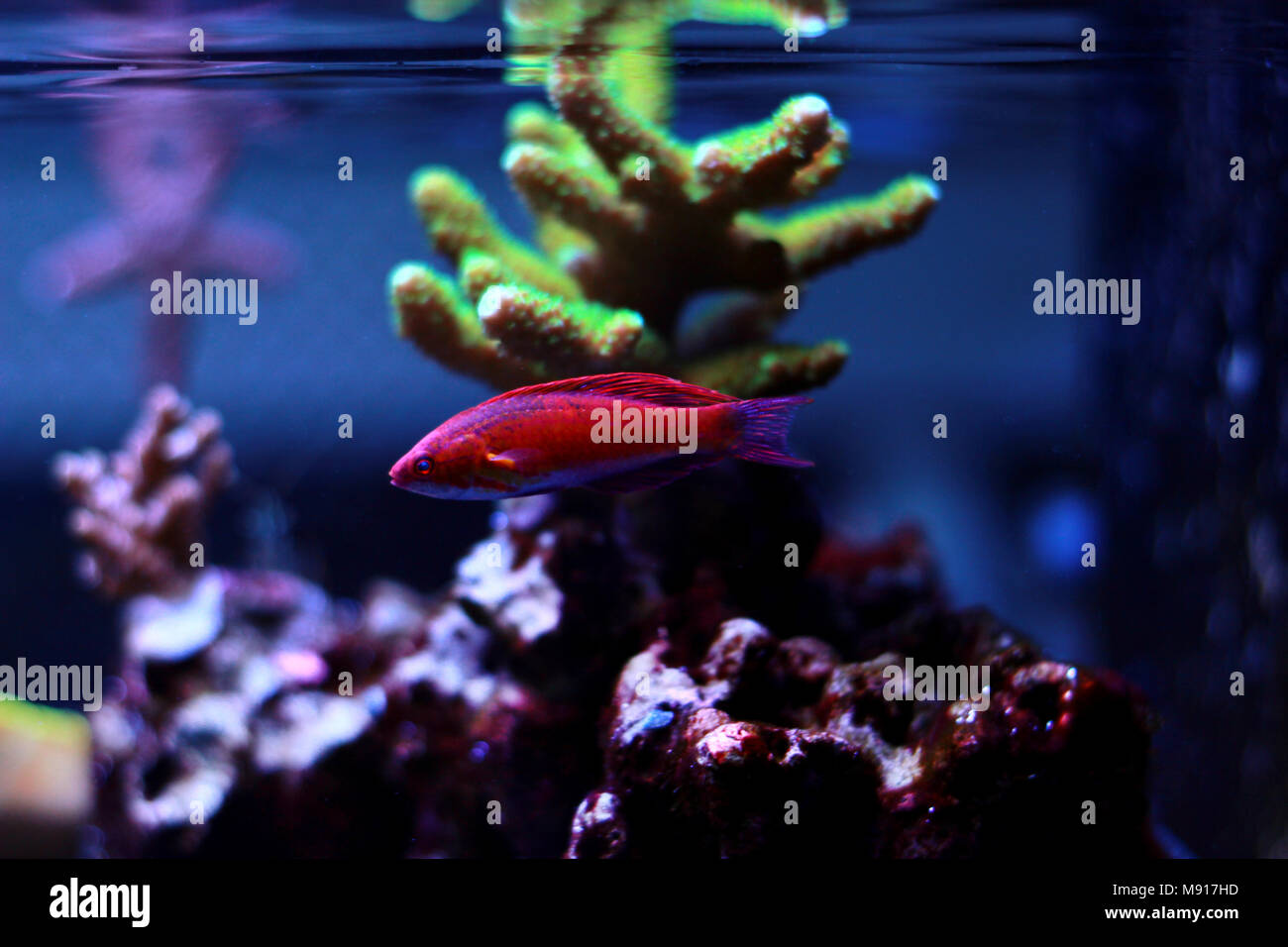 Flasher wrasse -Fotos und -Bildmaterial in hoher Auflösung – Alamy