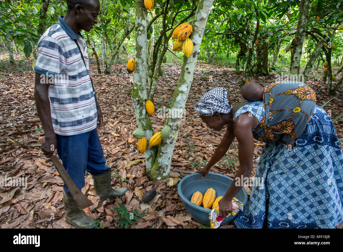 Harvesting cocoa -Fotos und -Bildmaterial in hoher Auflösung – Alamy