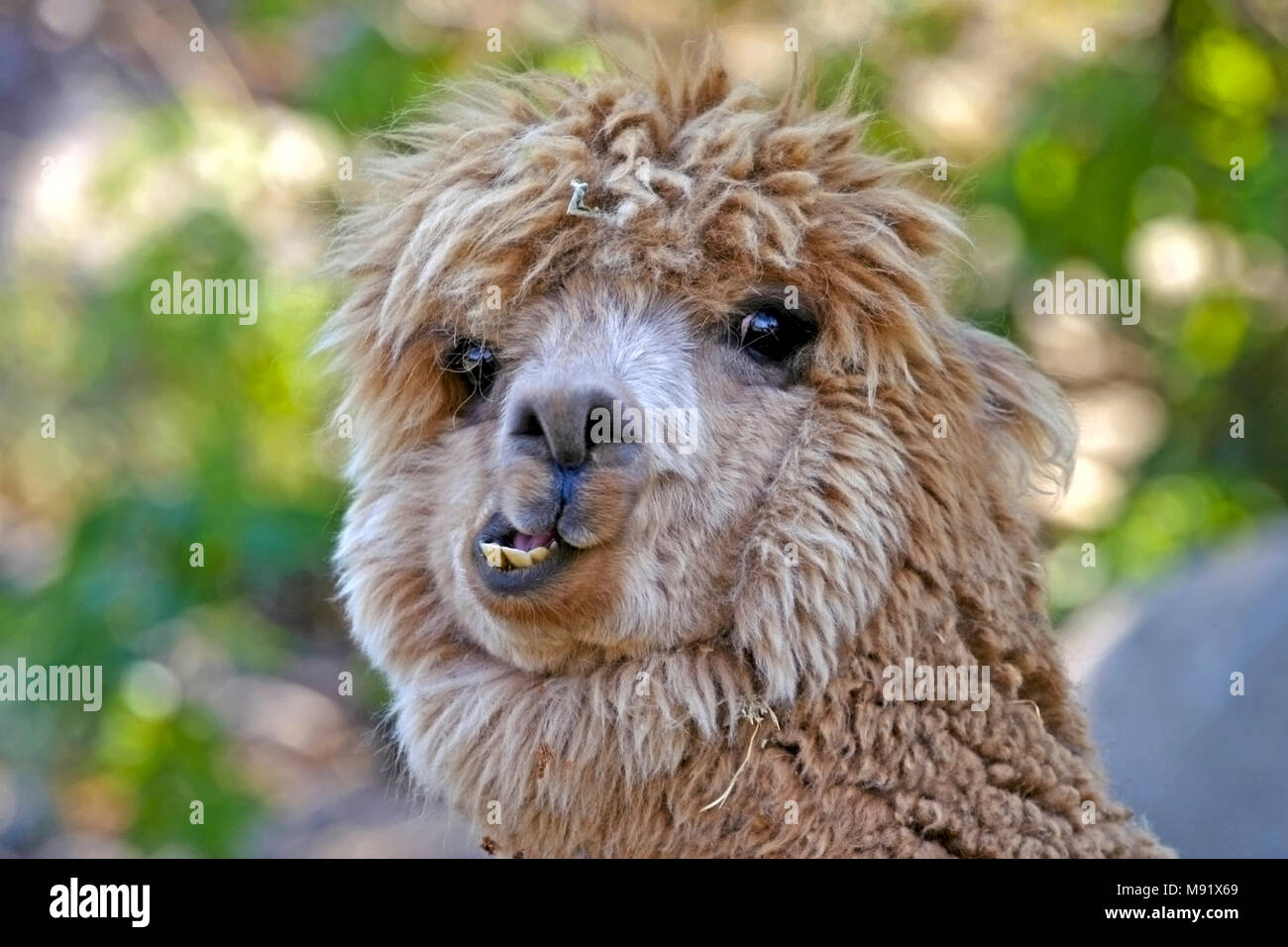Teeth of animals -Fotos und -Bildmaterial in hoher Auflösung – Alamy