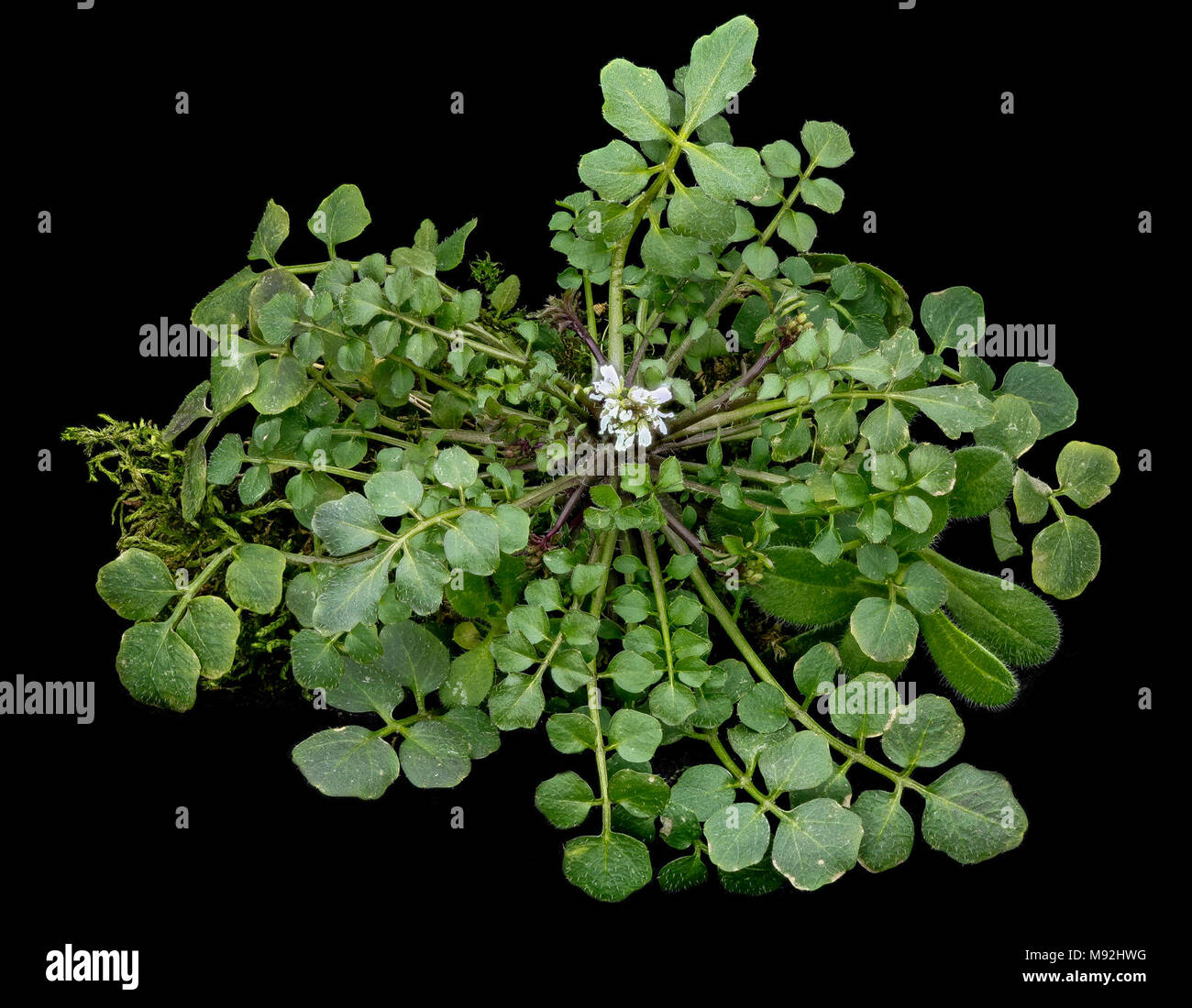 Cardamine hirsuta blume -Fotos und -Bildmaterial in hoher Auflösung – Alamy