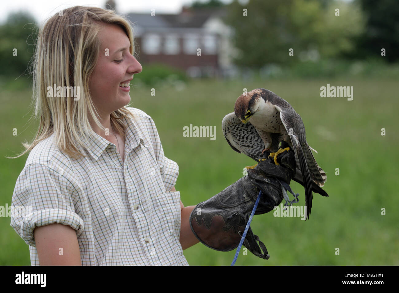 Falco biarmicus -Fotos und -Bildmaterial in hoher Auflösung – Alamy