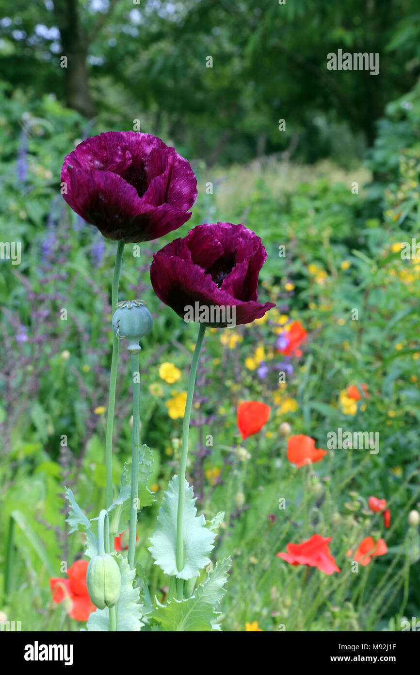 Lila mohnblumen -Fotos und -Bildmaterial in hoher Auflösung – Alamy