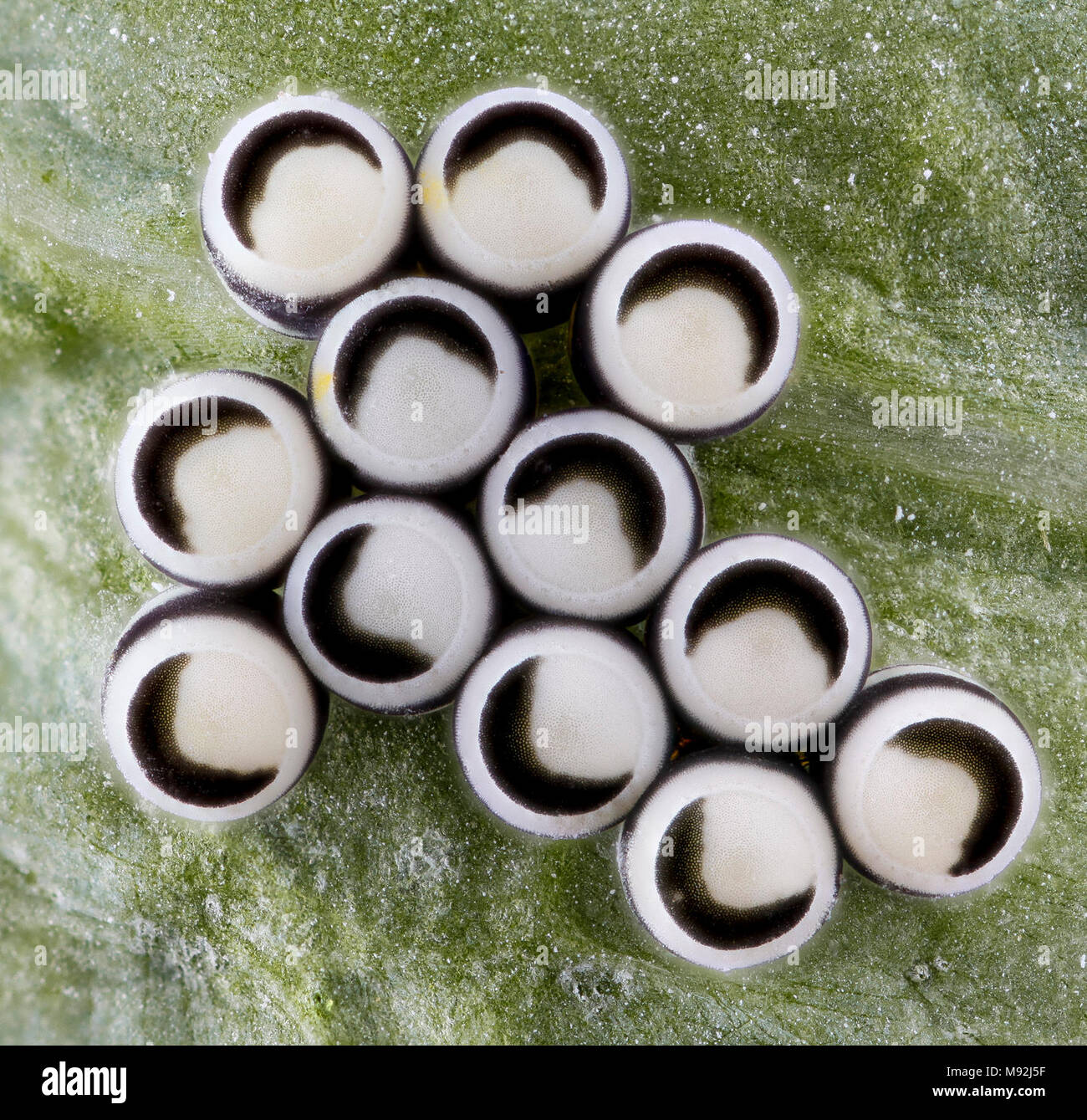 Binomial murgantia histrionica taxonomie -Fotos und -Bildmaterial in ...