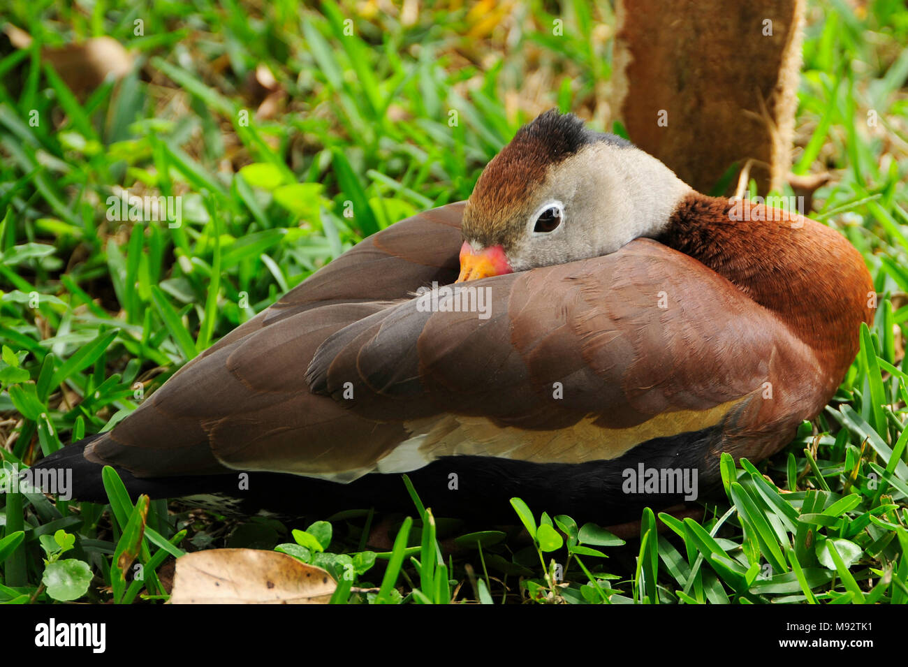 Emma ente -Fotos und -Bildmaterial in hoher Auflösung – Alamy