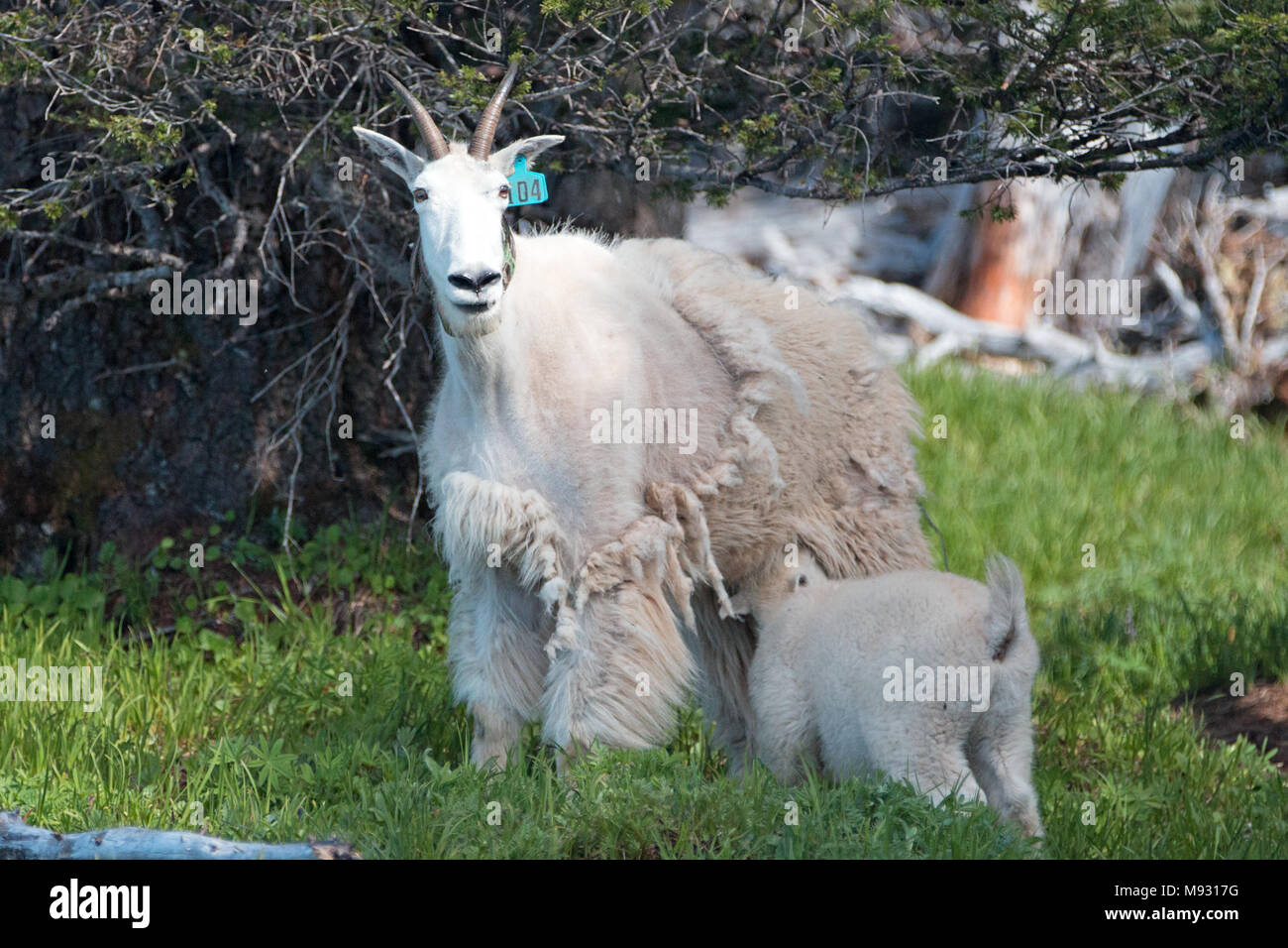 Bergziege kind pflege -Fotos und -Bildmaterial in hoher Auflösung – Alamy