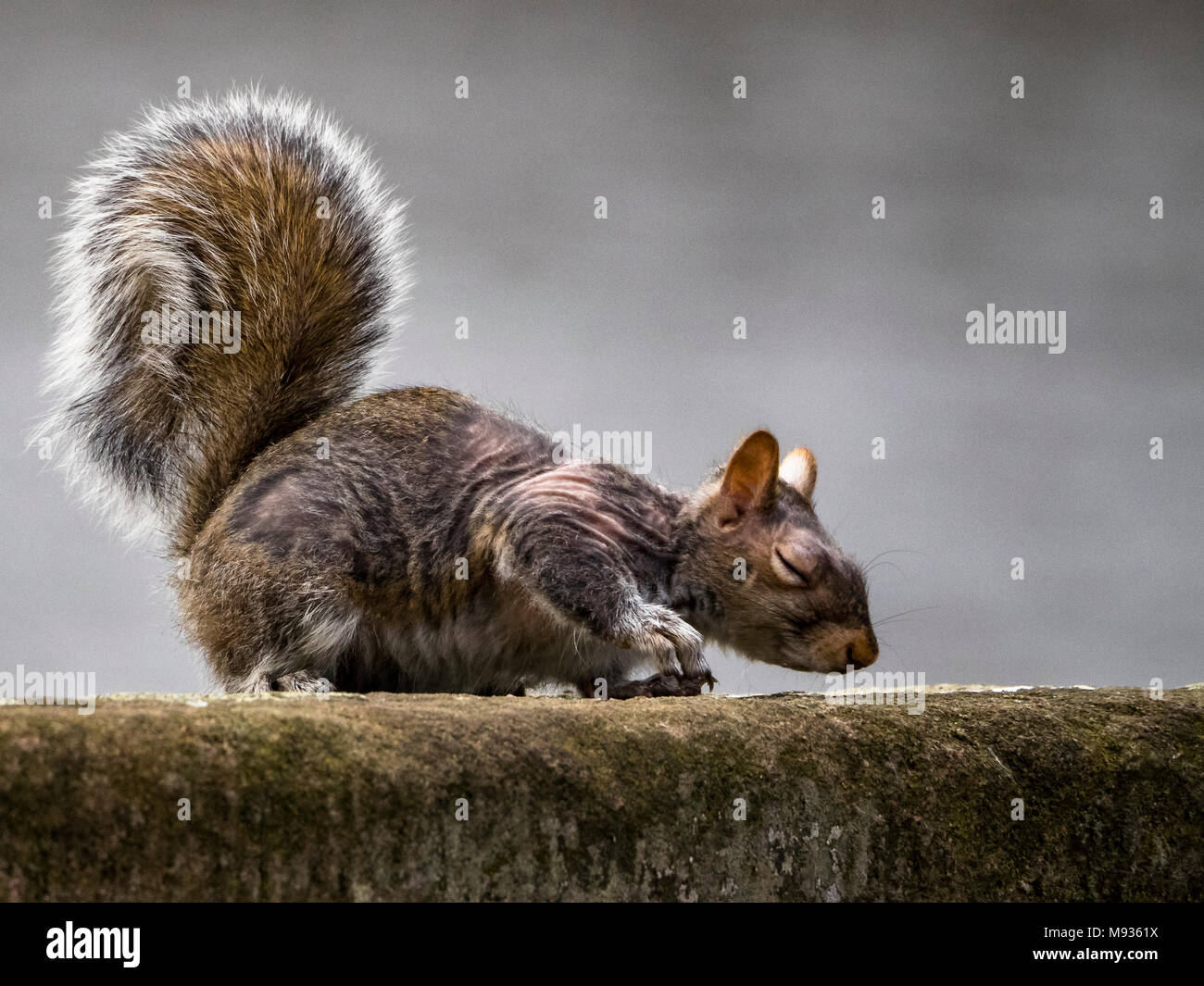 Eichhörnchen schlafend -Fotos und -Bildmaterial in hoher Auflösung – Alamy