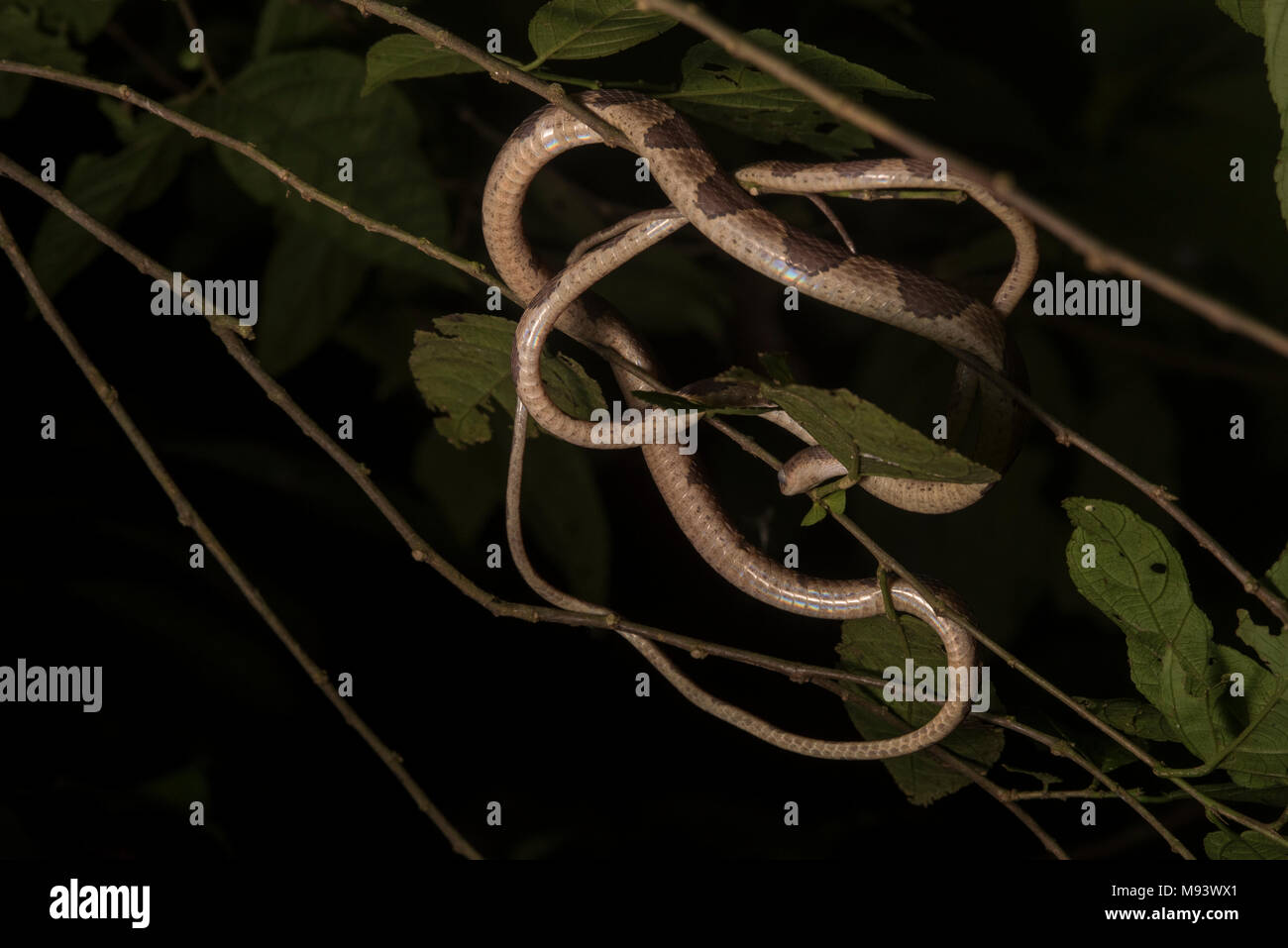 Fiddle string snake -Fotos und -Bildmaterial in hoher Auflösung – Alamy
