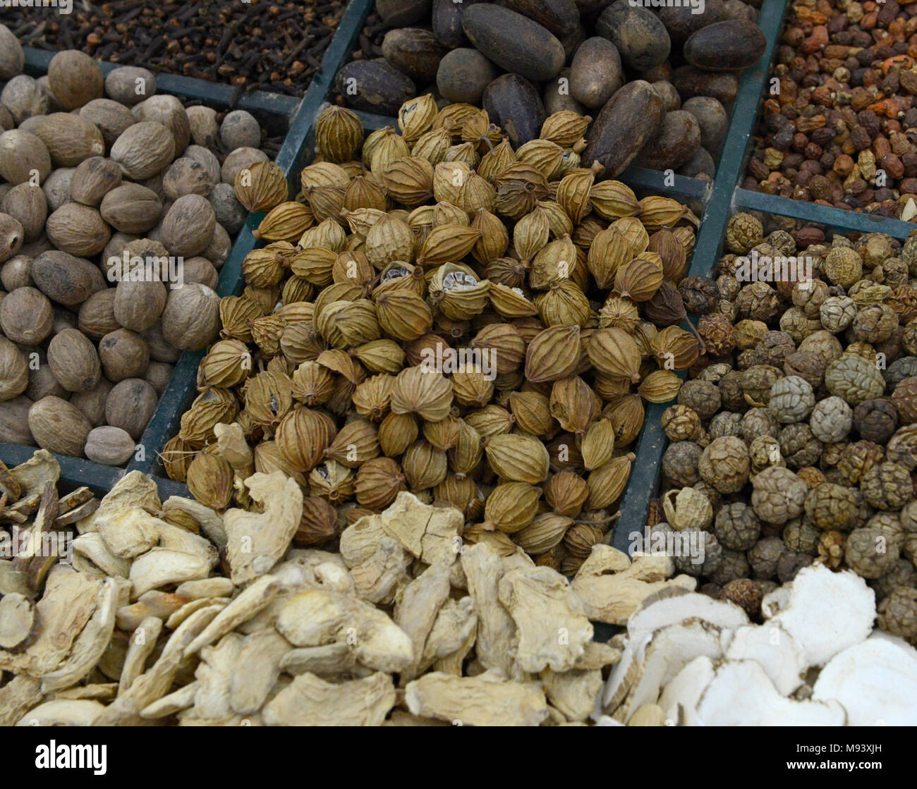 Mushroom fruits -Fotos und -Bildmaterial in hoher Auflösung – Alamy