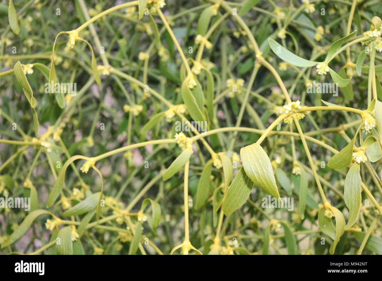 Druide mistel Stockfotos und -bilder Kaufen - Alamy