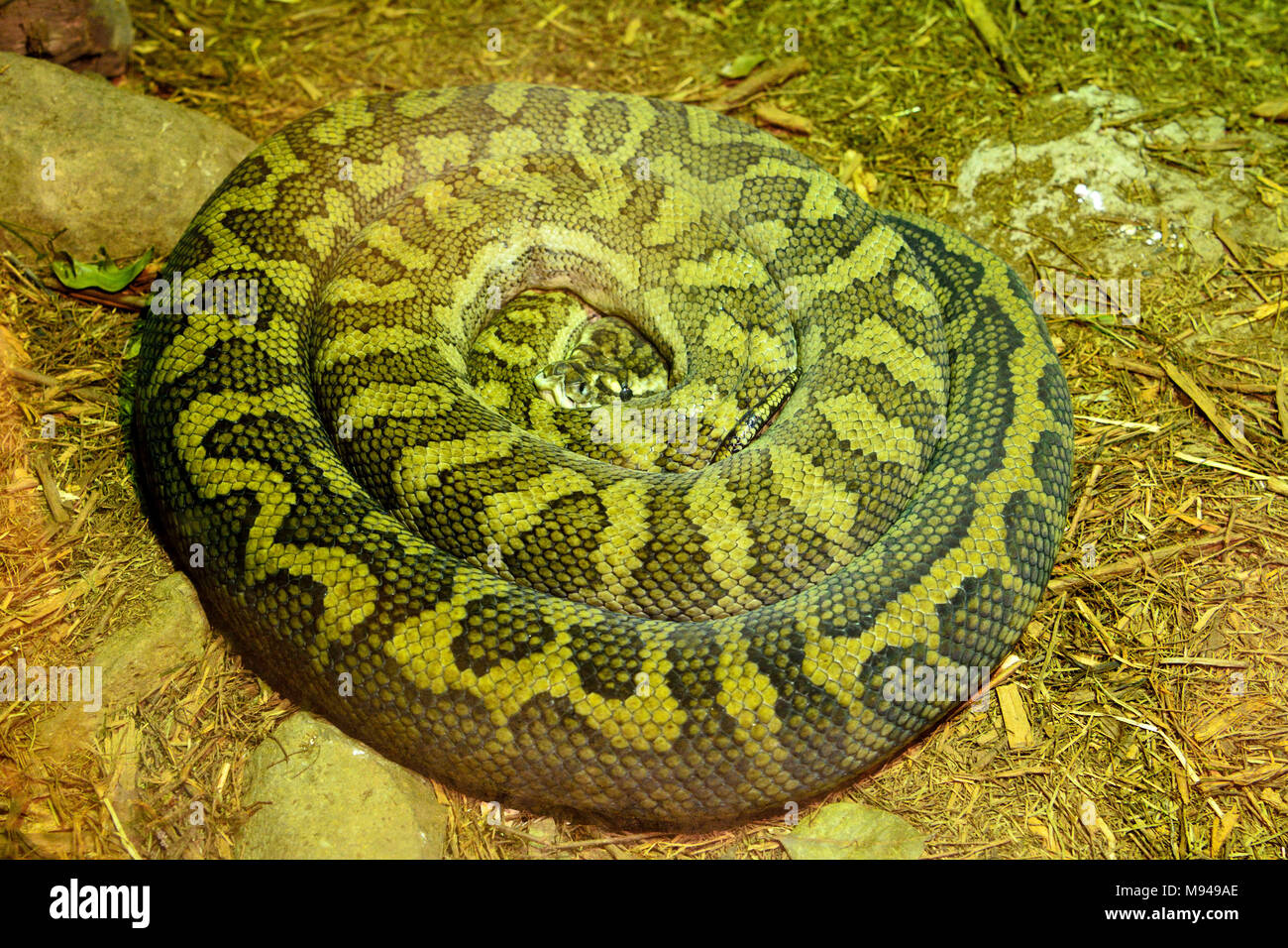 Australischer amethystpython -Fotos und -Bildmaterial in hoher ...