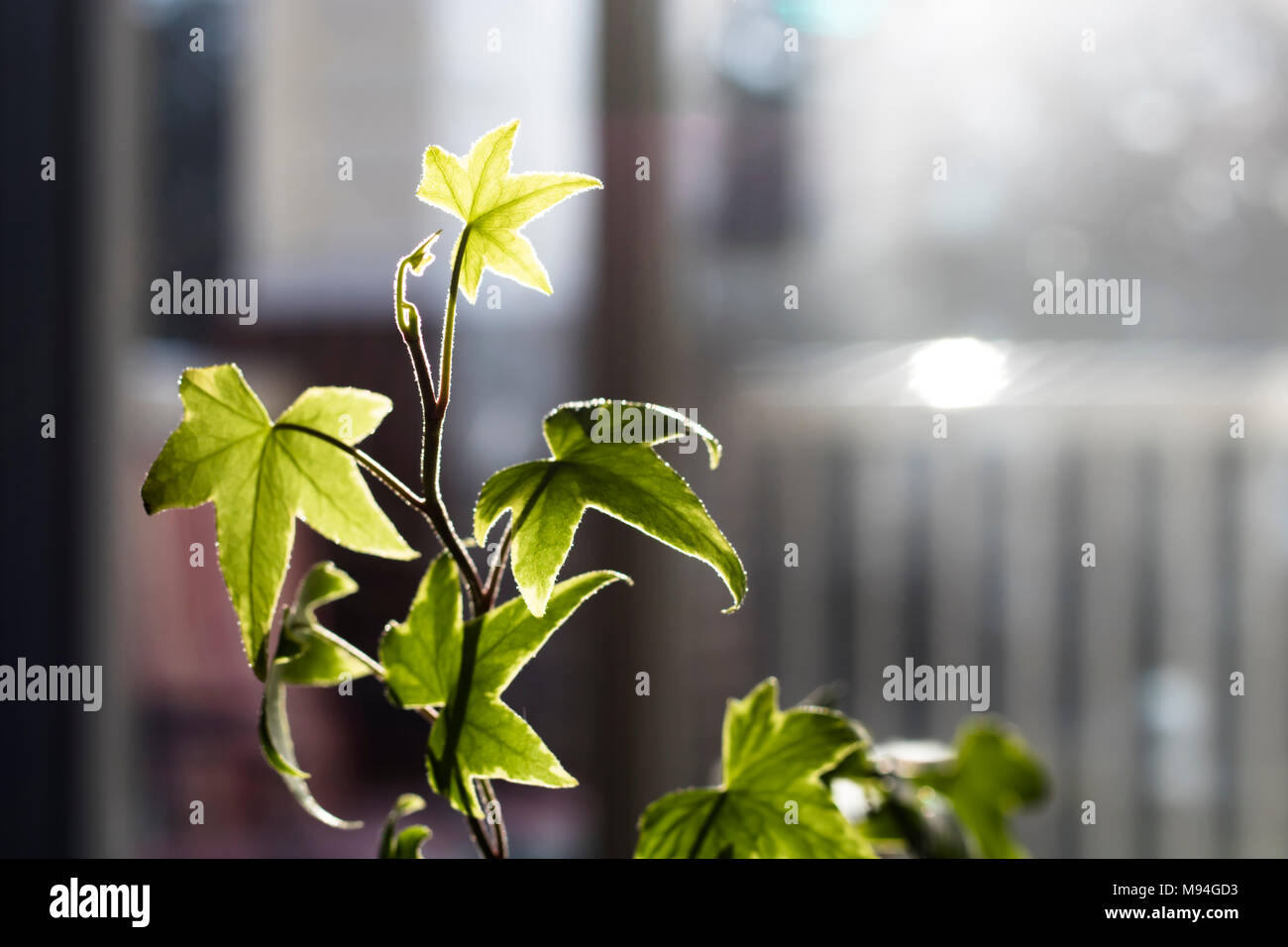 Efeu Gitter Stockfotos und -bilder Kaufen - Alamy