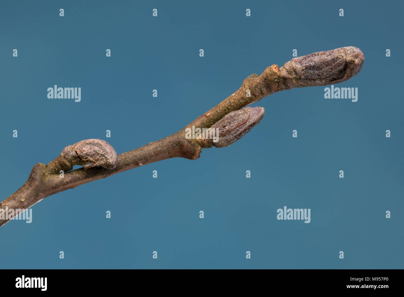 Schwarz erle -Fotos und -Bildmaterial in hoher Auflösung - Seite 2 - Alamy