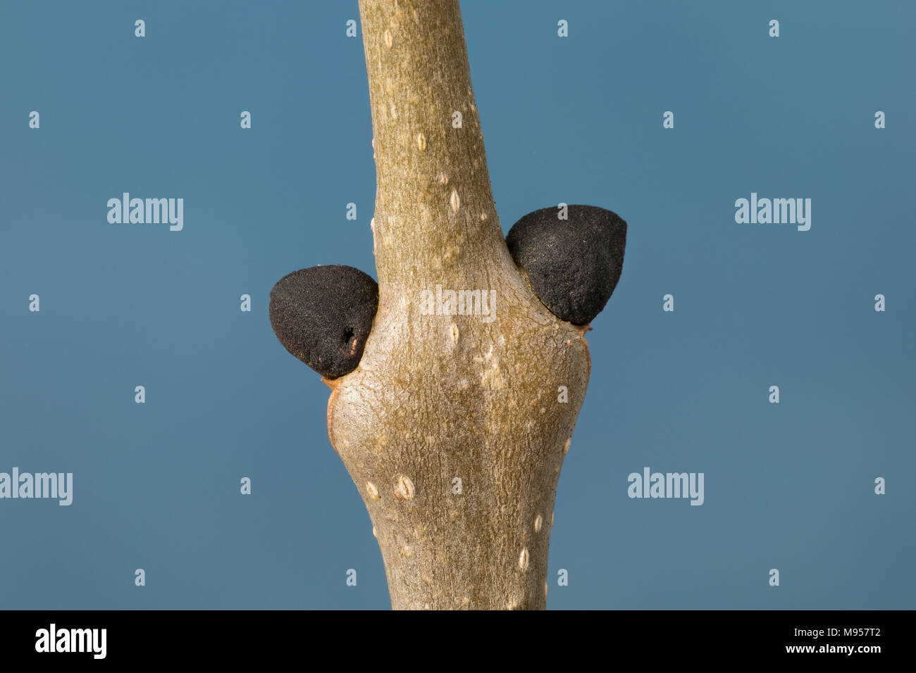 Gemeine esche -Fotos und -Bildmaterial in hoher Auflösung – Alamy