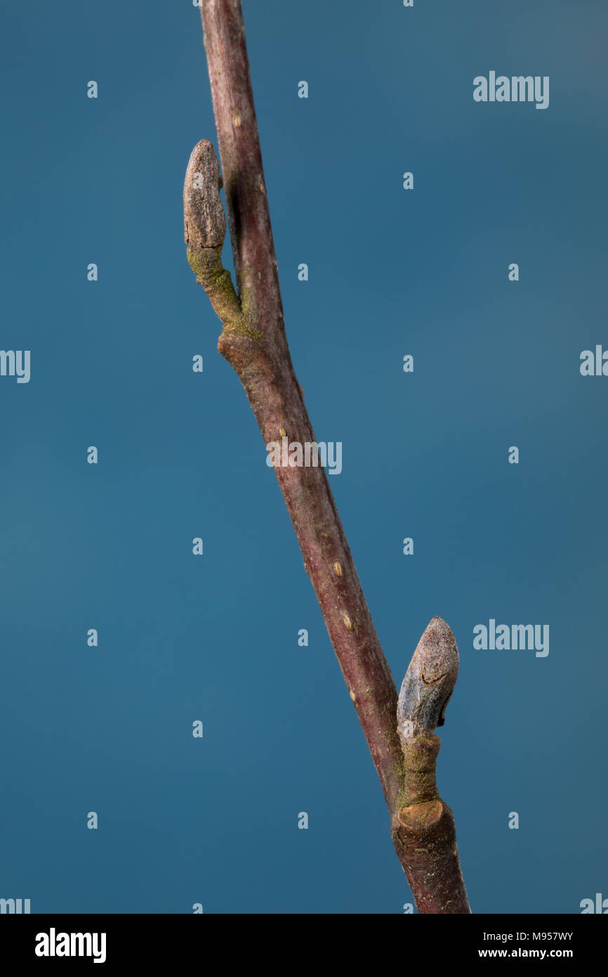 Schwarz-Erle, Schwarzerle, Knospe, Knospen, Erle, Alnus glutinosa ...