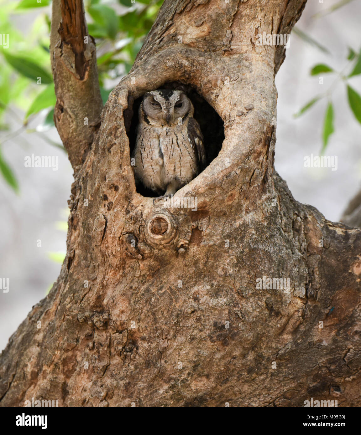 Bronze eulen -Fotos und -Bildmaterial in hoher Auflösung – Alamy