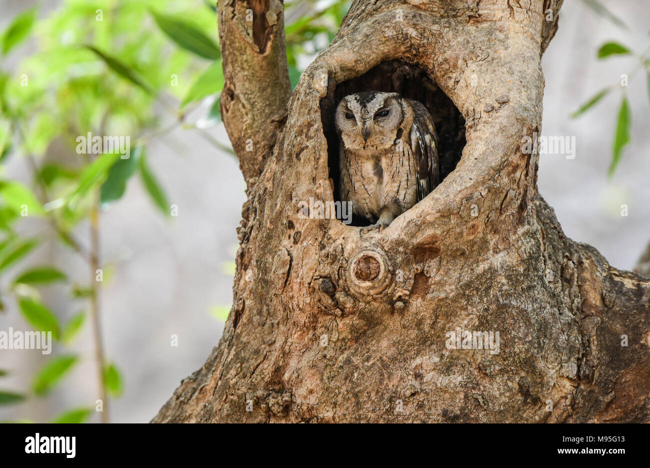 Bronze eulen -Fotos und -Bildmaterial in hoher Auflösung – Alamy