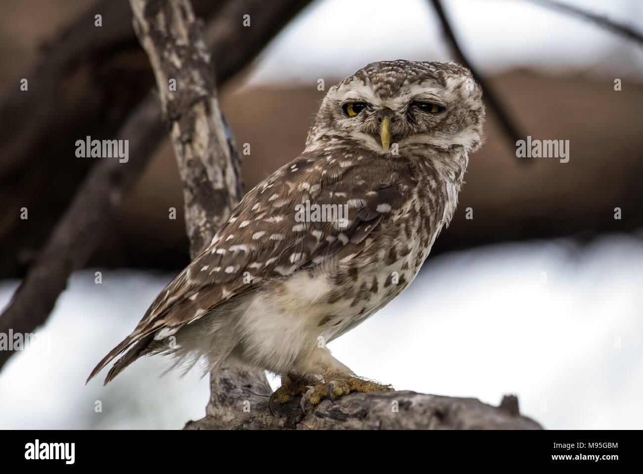 Bronze eulen -Fotos und -Bildmaterial in hoher Auflösung – Alamy