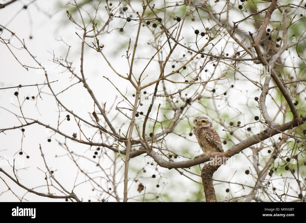 Bronze eulen -Fotos und -Bildmaterial in hoher Auflösung – Alamy