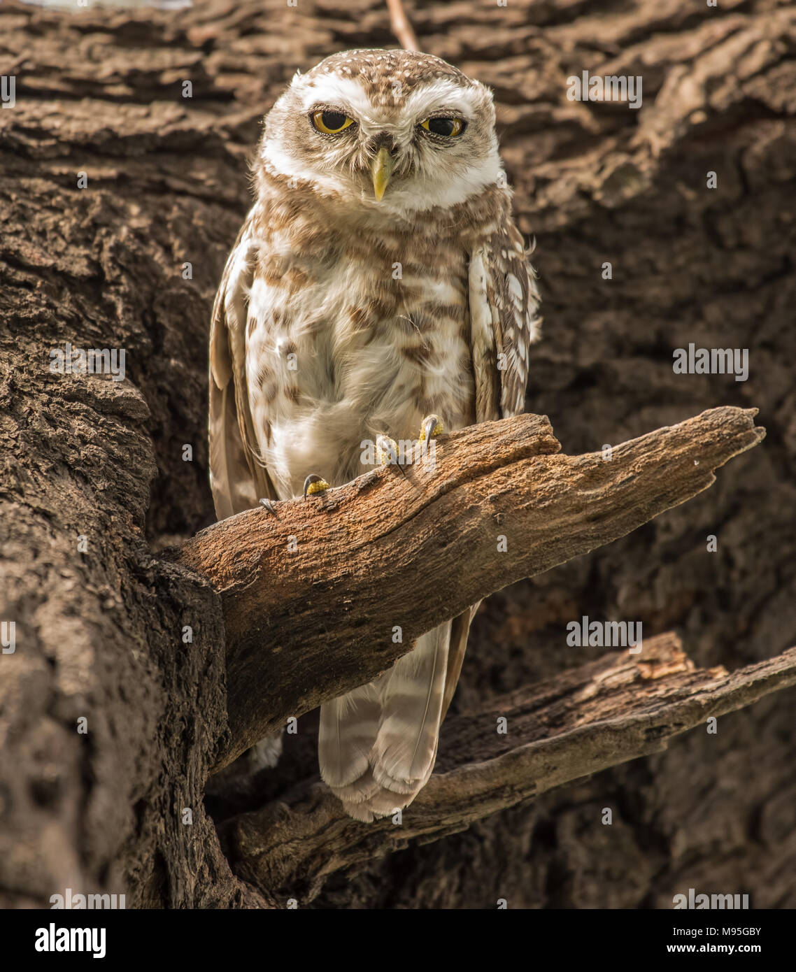 Bronze eulen -Fotos und -Bildmaterial in hoher Auflösung – Alamy