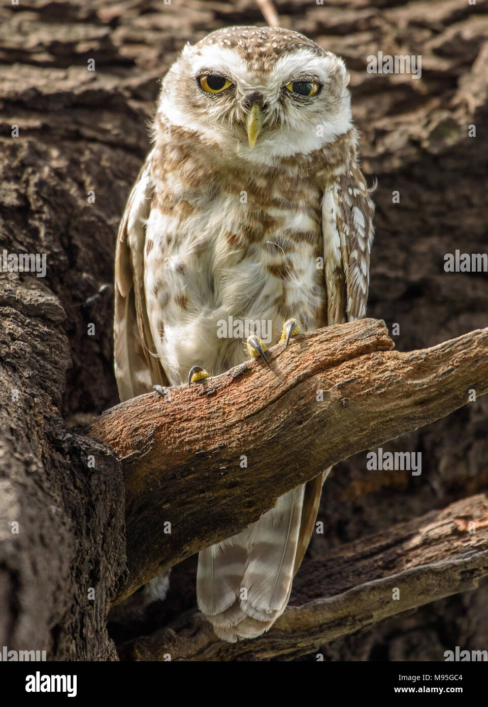 Bronze eulen -Fotos und -Bildmaterial in hoher Auflösung – Alamy