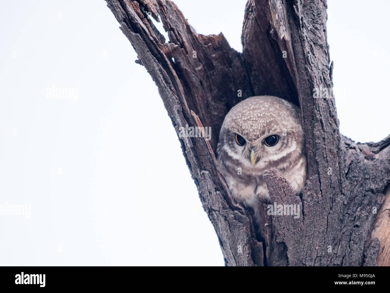Bronze eulen -Fotos und -Bildmaterial in hoher Auflösung – Alamy
