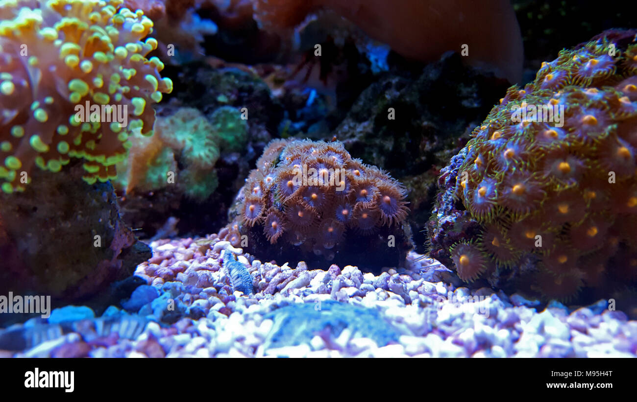 Polyp colony -Fotos und -Bildmaterial in hoher Auflösung – Alamy
