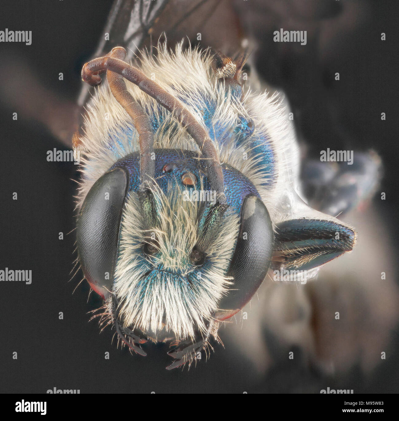 Hoplitis fulgida -Fotos und -Bildmaterial in hoher Auflösung – Alamy
