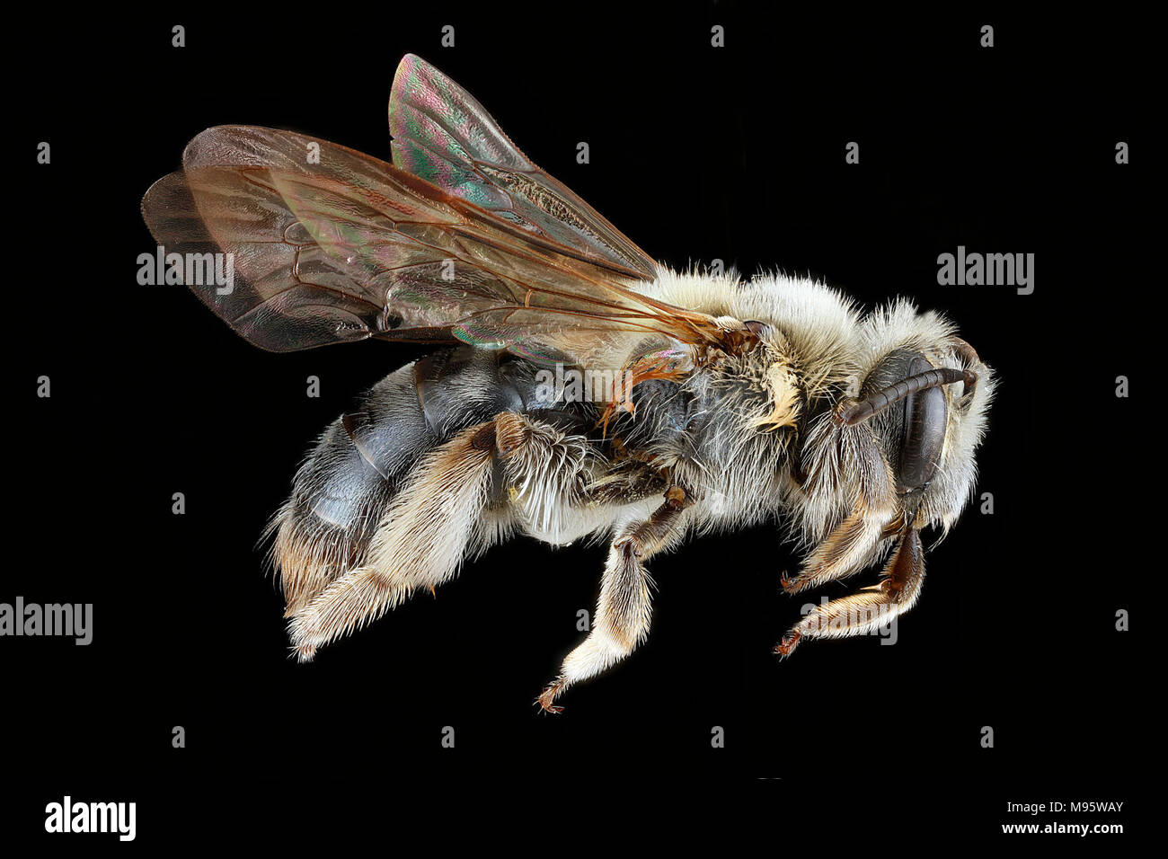 Andrena barbara taxonomie -Fotos und -Bildmaterial in hoher Auflösung – Alamy