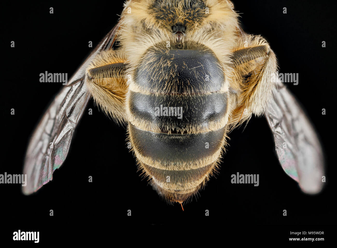Colletes inaequalis -Fotos und -Bildmaterial in hoher Auflösung – Alamy