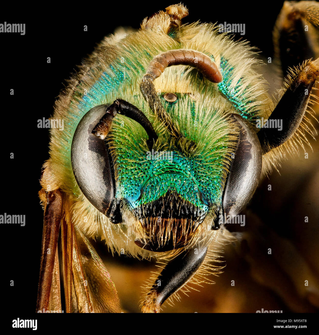 Binomial agapostemon angelicus -Fotos und -Bildmaterial in hoher ...
