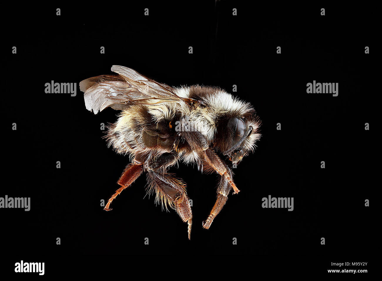 Bombus-bifarius, - Seite Stockfotografie - Alamy