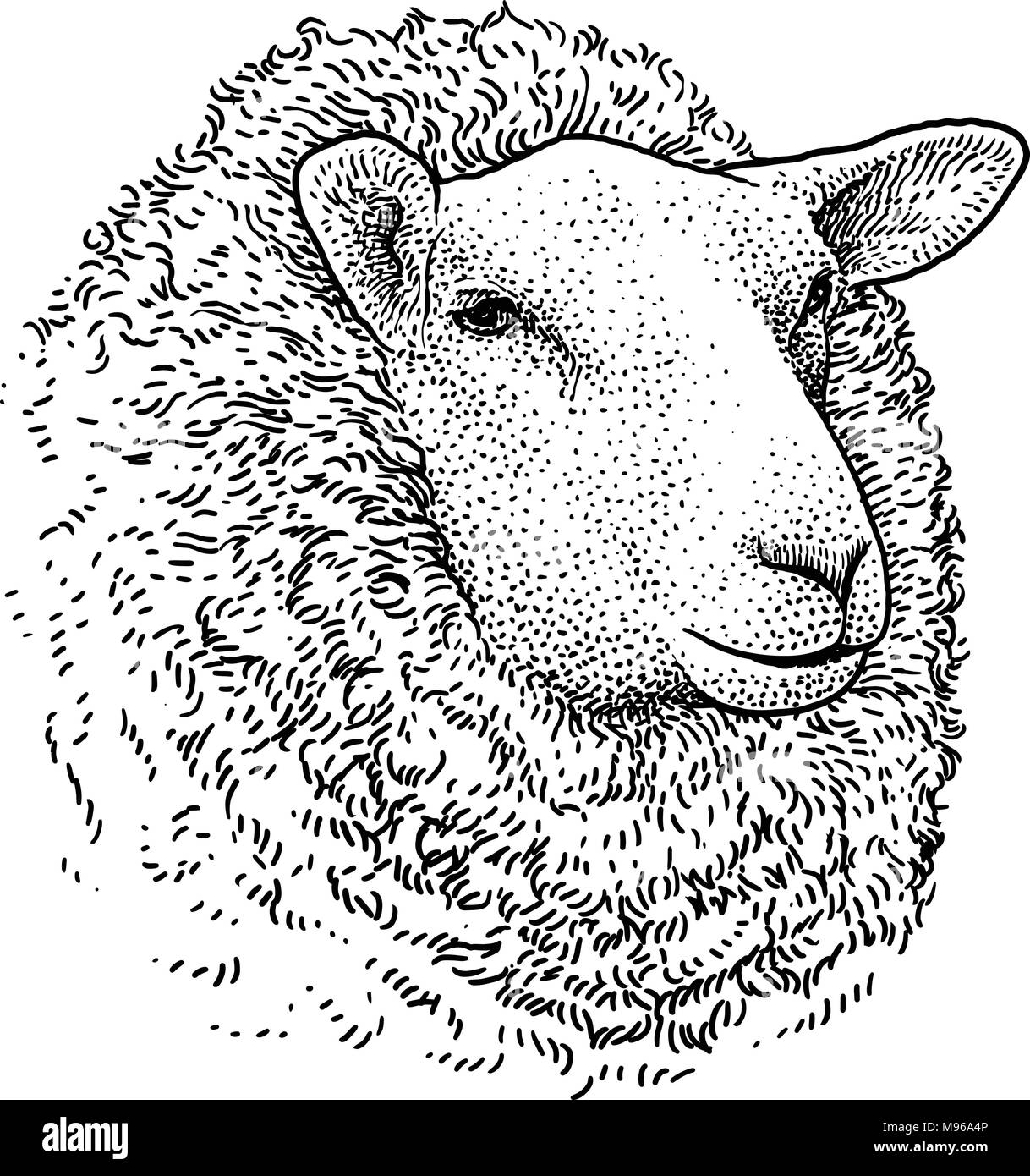 Schafskopf Portrait Illustration, Zeichnung, Gravieren, Tinte ...