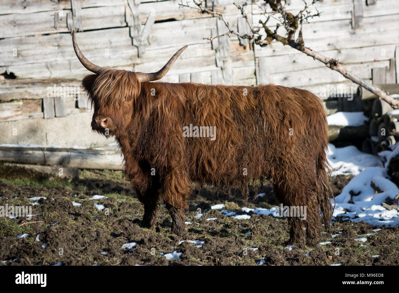 Galloway winter -Fotos und -Bildmaterial in hoher Auflösung – Alamy