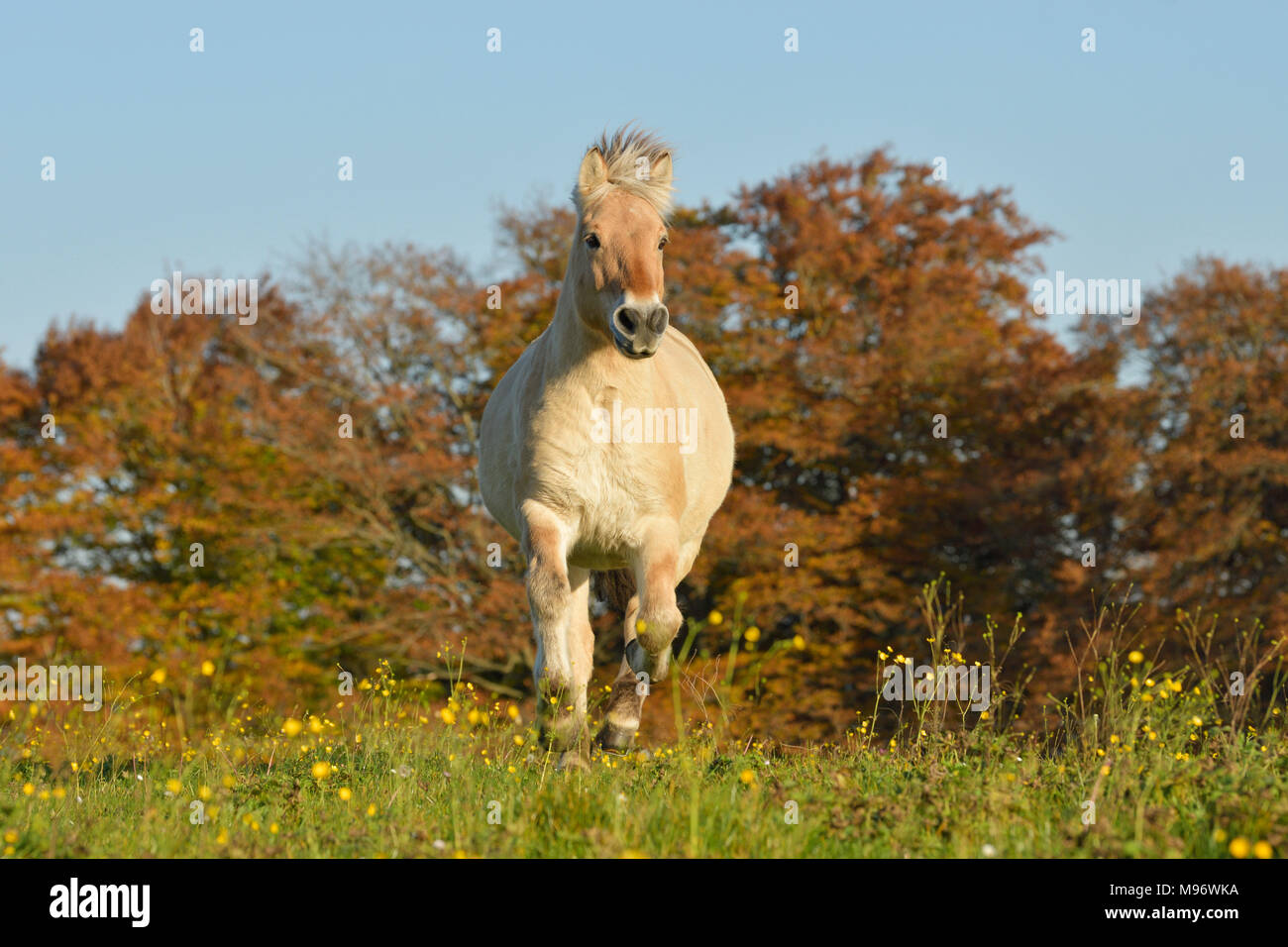 Fohlen Galoppieren Stockfotos & Fohlen Galoppieren Bilder - Alamy