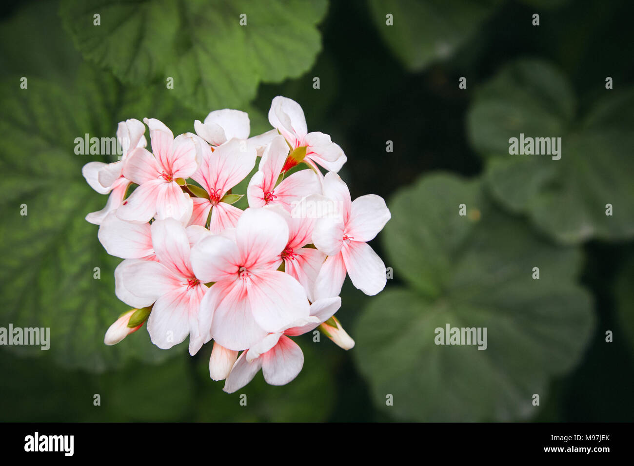 Efeu blatt pelargonium -Fotos und -Bildmaterial in hoher Auflösung – Alamy